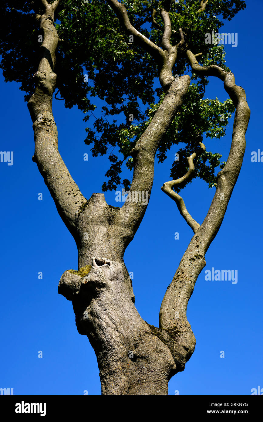 Branches growth hi-res stock photography and images - Alamy