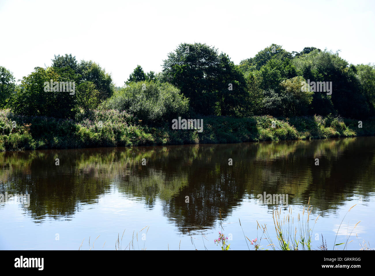 reflections of trees in river Stock Photo - Alamy