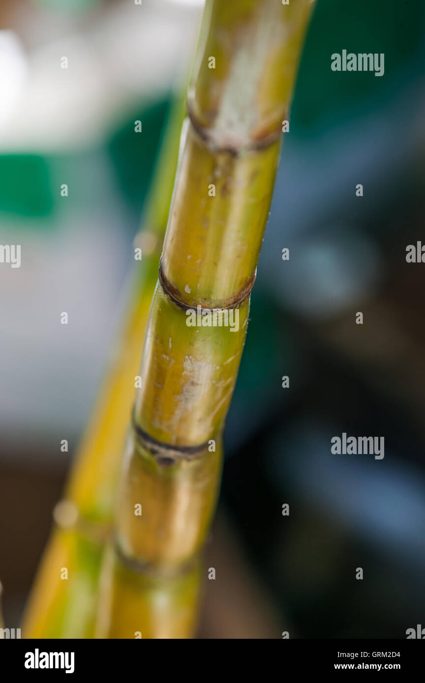 Raw sugar cain sticks hi-res stock photography and images - Alamy