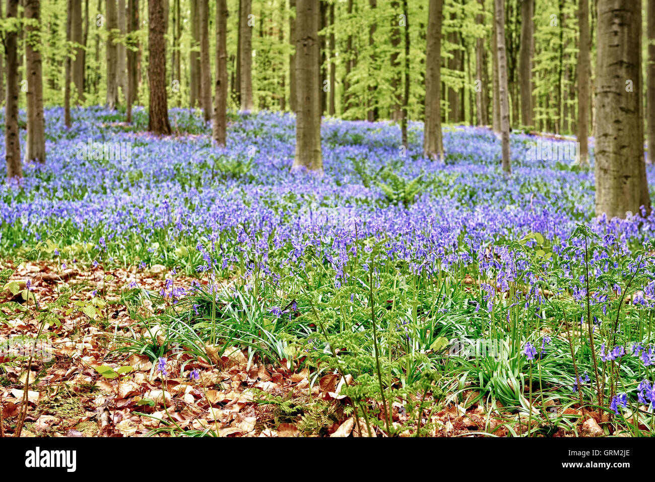 Wild hyacinths in so named blue forest Hallerbos in Belgium Stock Photo ...