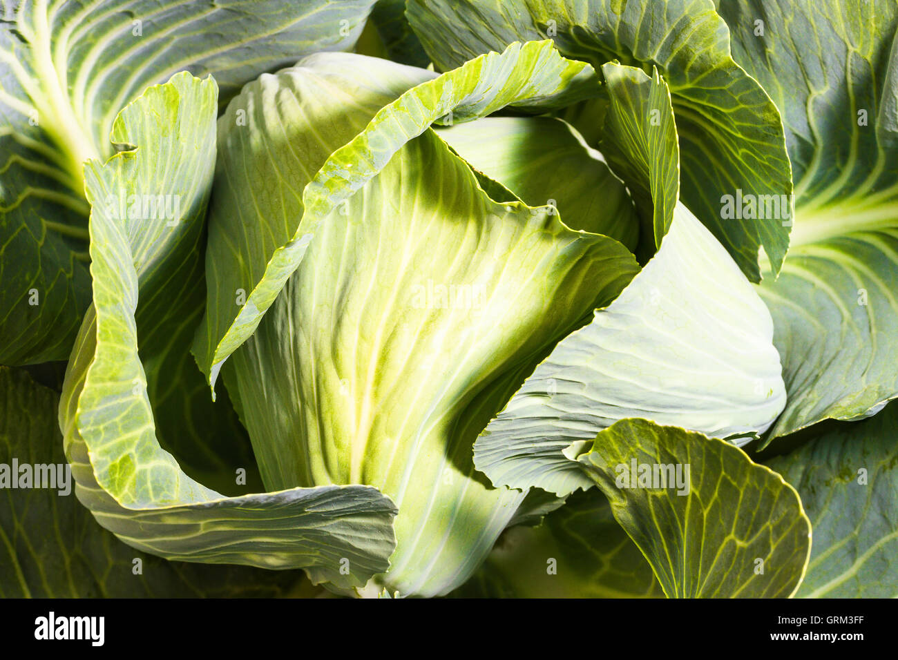 Cabbage garden bed hi-res stock photography and images - Alamy
