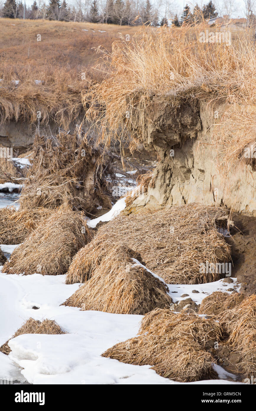 Erosion along creek from spring runoff Stock Photo - Alamy