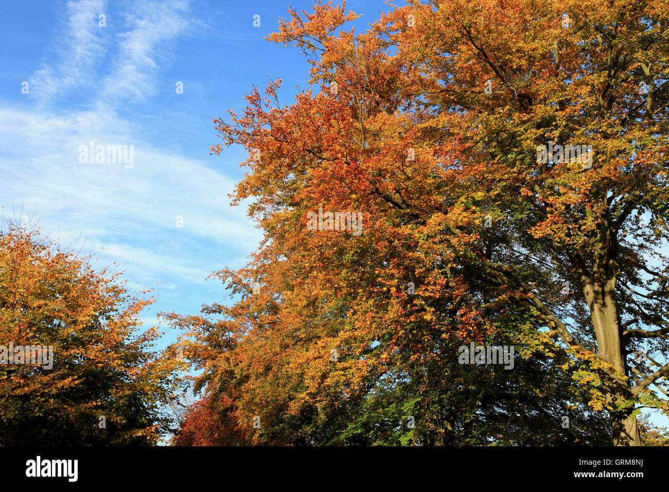 Barham hi-res stock photography and images - Alamy