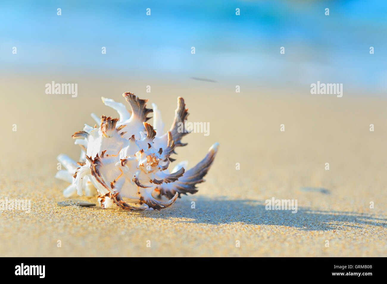 seashell on the beach Stock Photo - Alamy