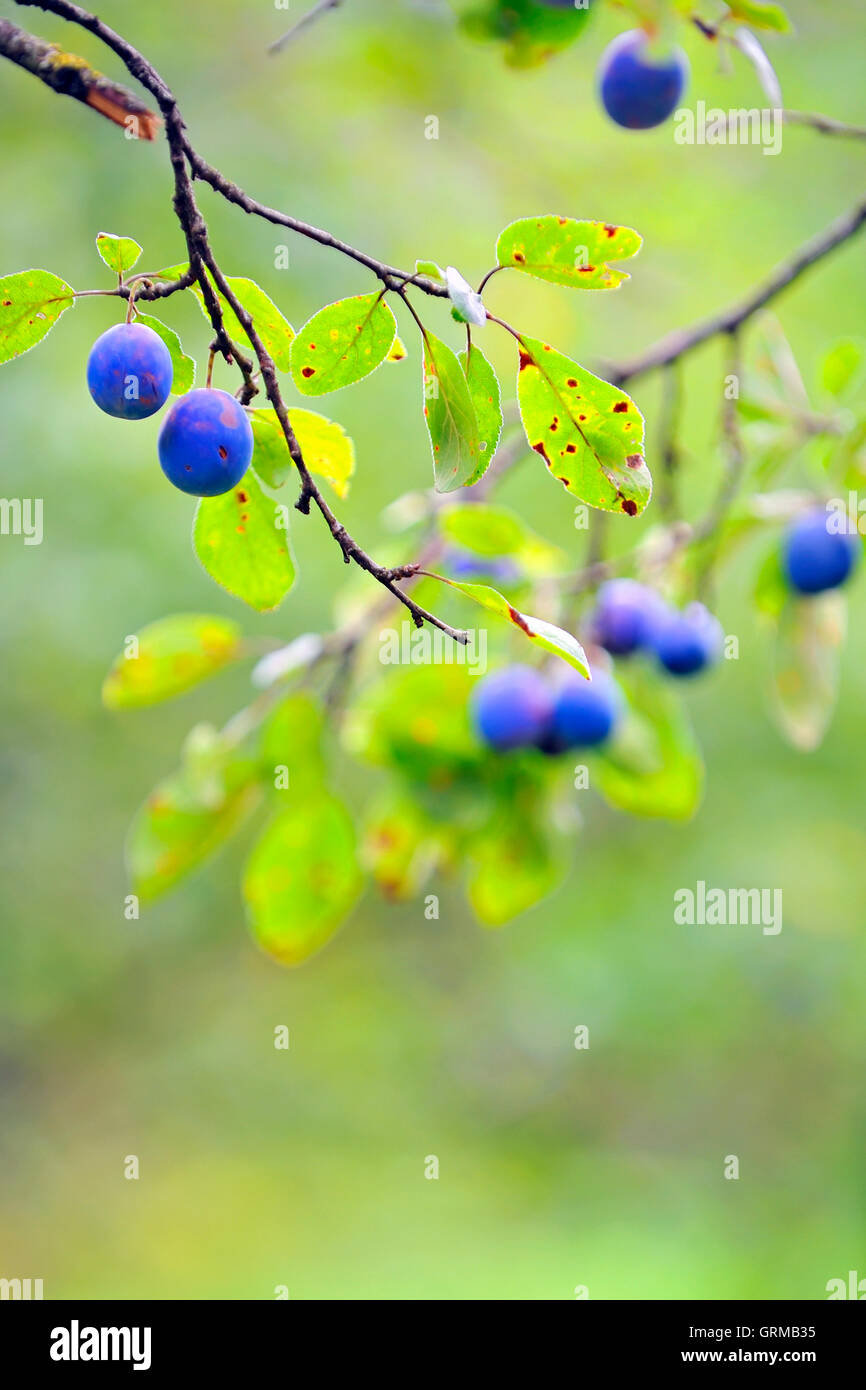 Blue ripe plums on tree hi-res stock photography and images - Alamy