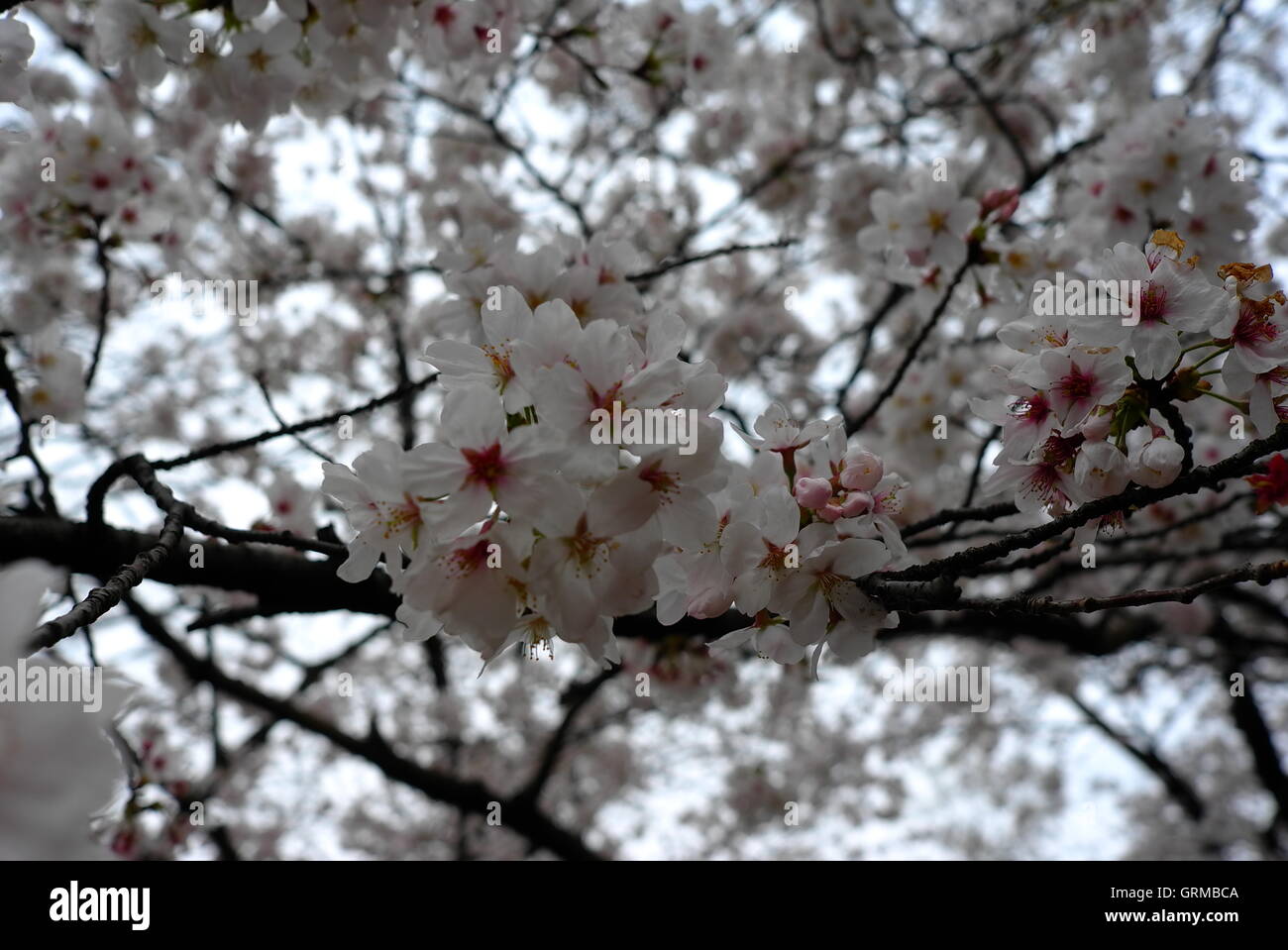 Flowers tokyo japan hi-res stock photography and images - Alamy