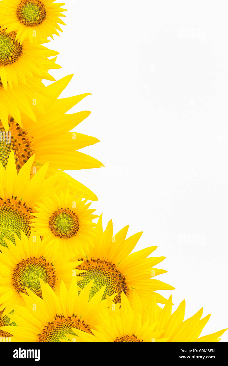 background with sunflowers Stock Photo - Alamy