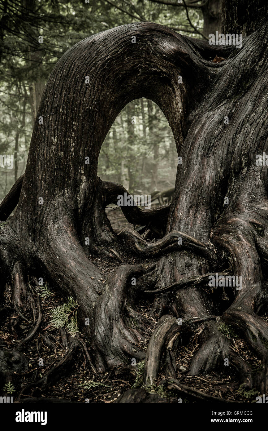 gnarled tree roots Stock Photo - Alamy