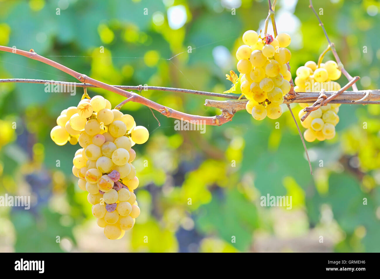 Vidal grapes hi-res stock photography and images - Alamy