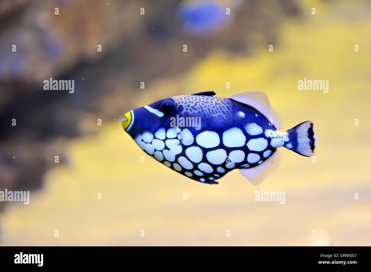 colorful butterfly-fish in a aquarium Stock Photo - Alamy