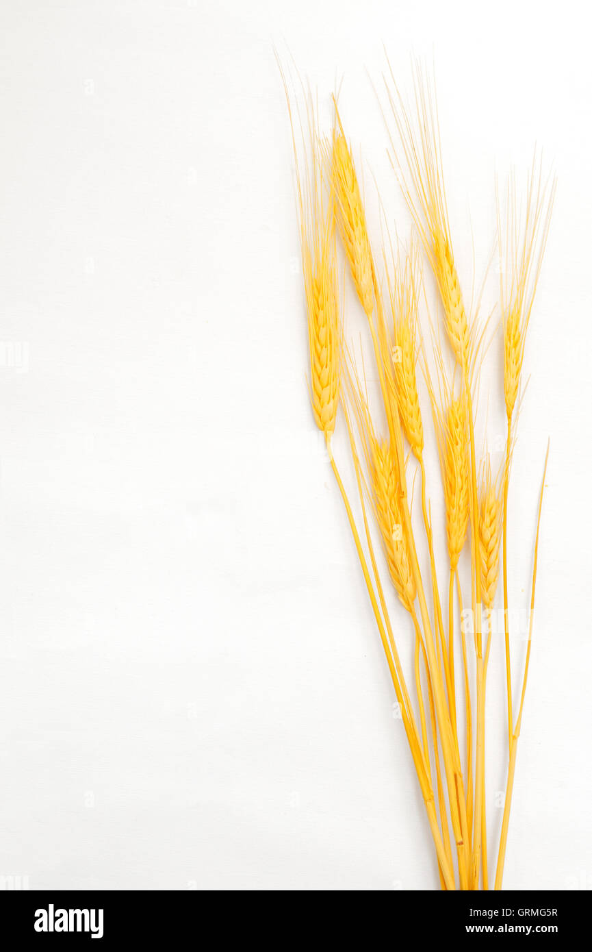 Wheat isolated on white Stock Photo - Alamy