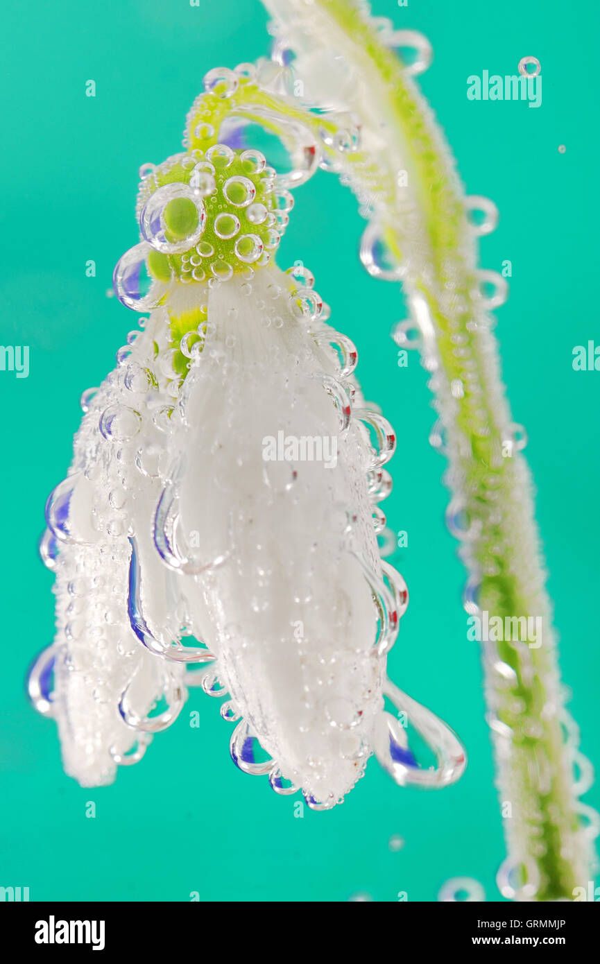 Snowdrop water hi-res stock photography and images - Alamy