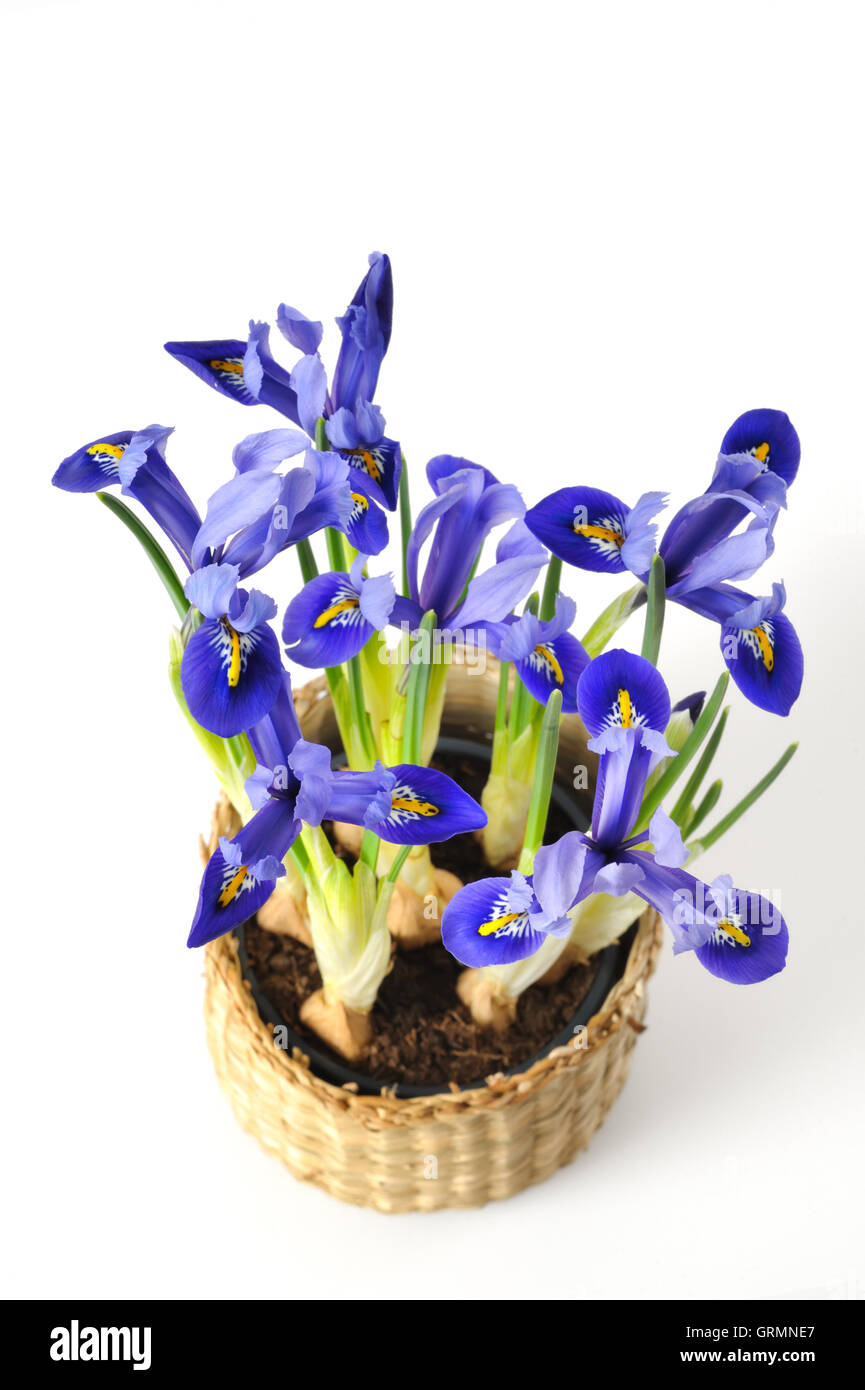 Mini iris hi-res stock photography and images - Alamy