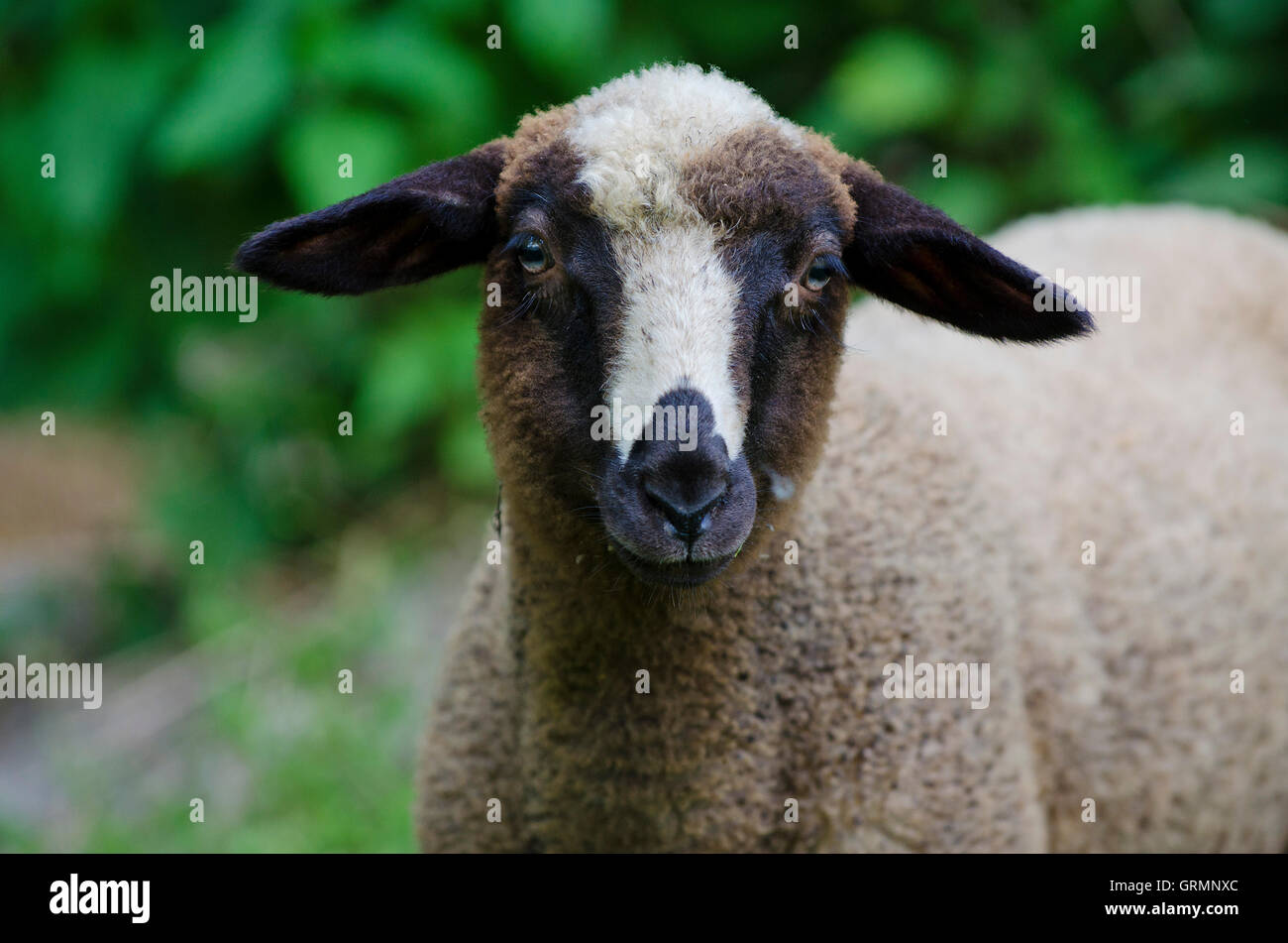 European sheep, countryside, Slovakia Stock Photo - Alamy