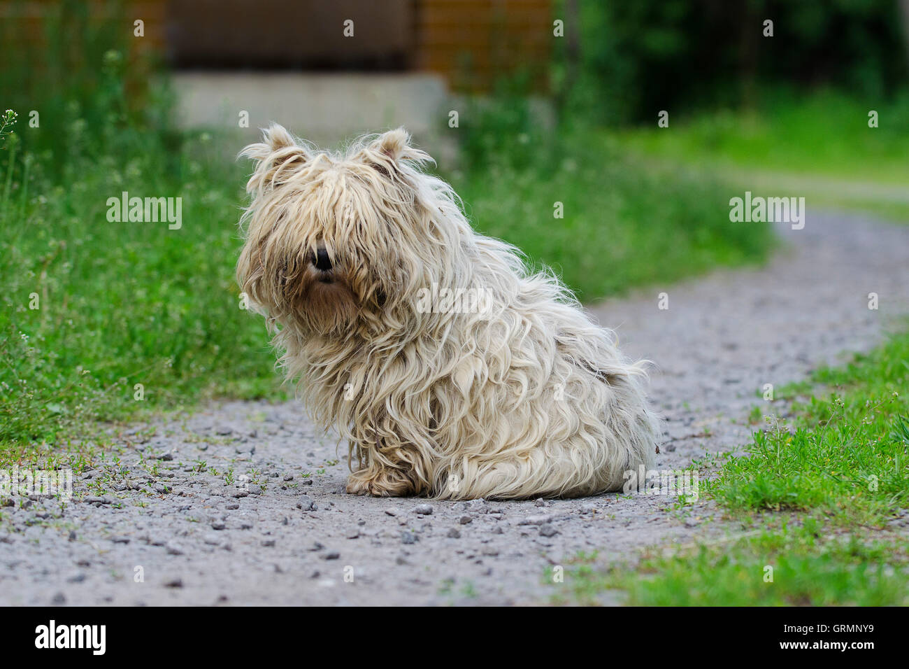 White and brown dirty dog hi-res stock photography and images - Alamy