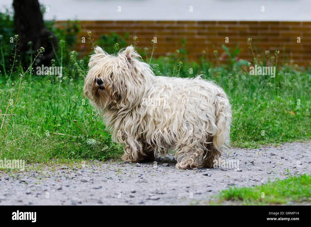 Dirty dog in countryside, Europe Stock Photo - Alamy