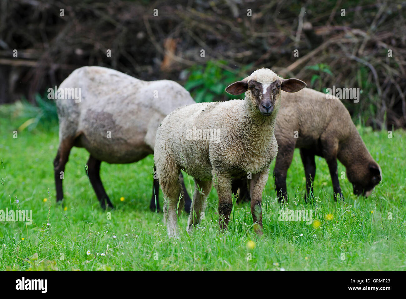 European farm cow sheep hi-res stock photography and images - Alamy