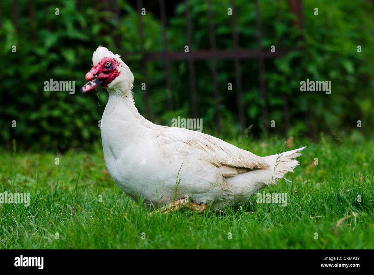 White duck profile hi-res stock photography and images - Alamy