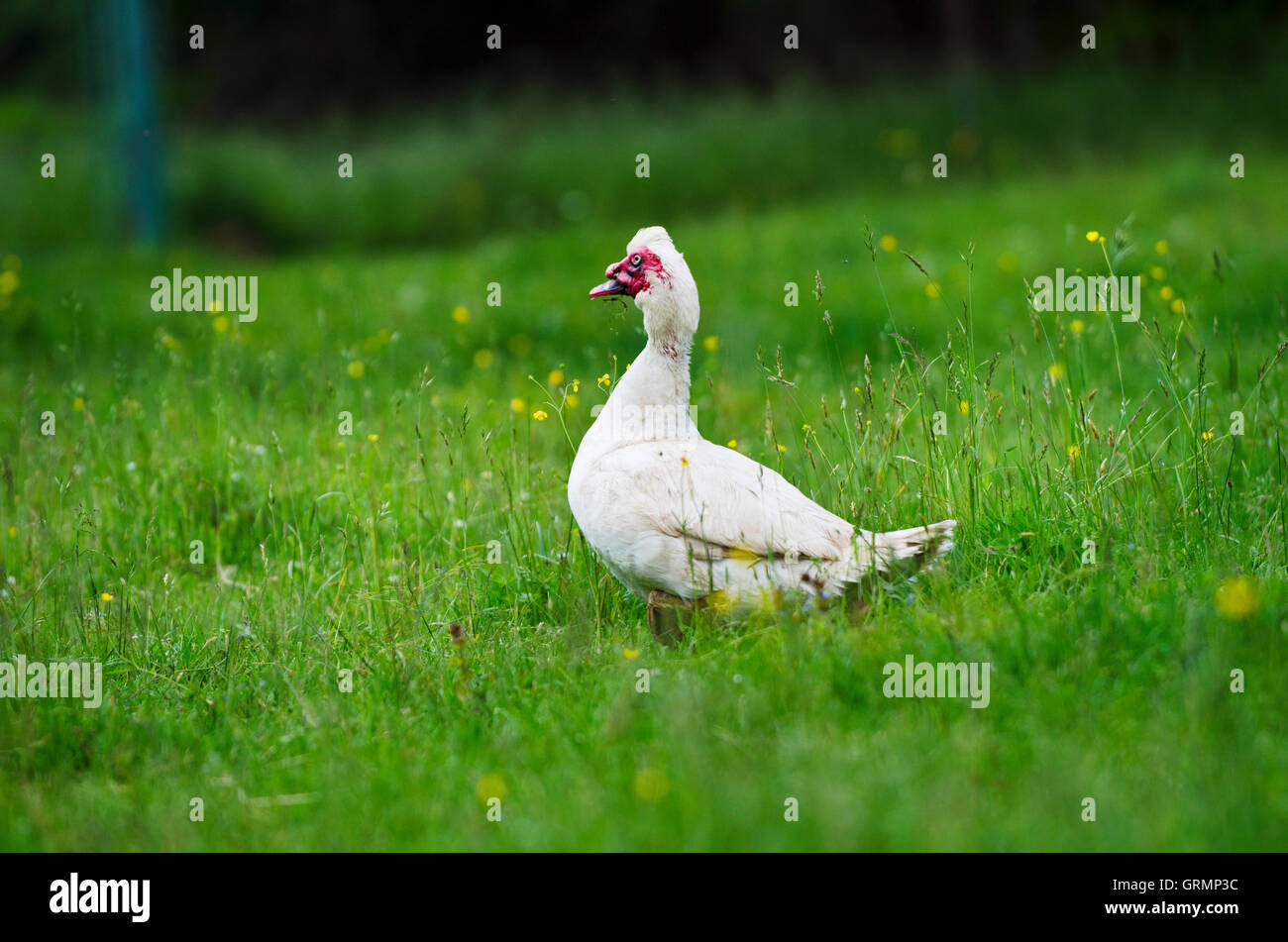 White Duck Profile High Resolution Stock Photography and Images - Alamy