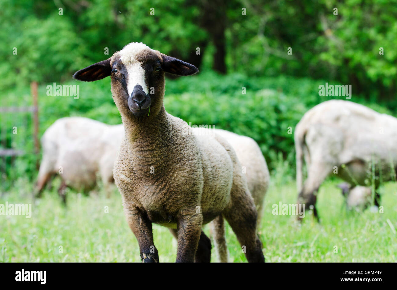 European sheep, countryside, Slovakia Stock Photo - Alamy