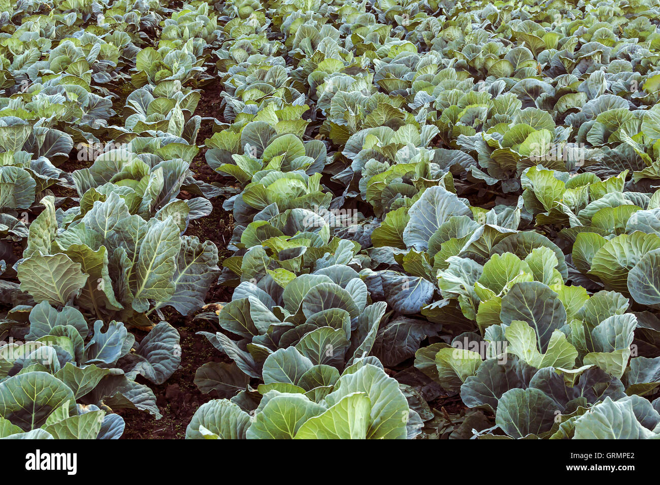 Cabbage field. Cultivation of cabbage in an open ground in the field ...