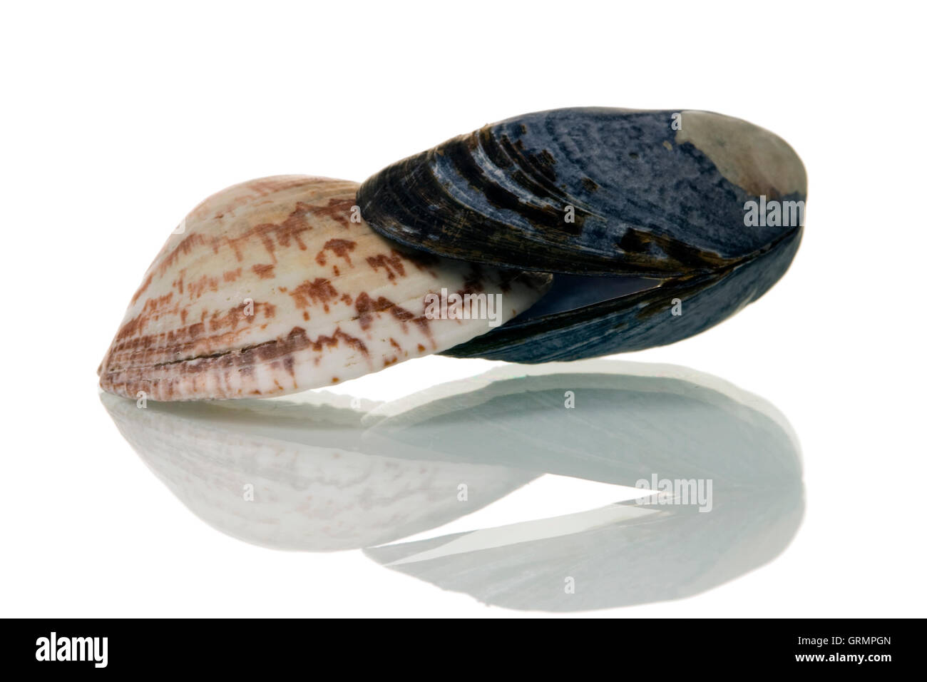 seashells over white background Stock Photo - Alamy