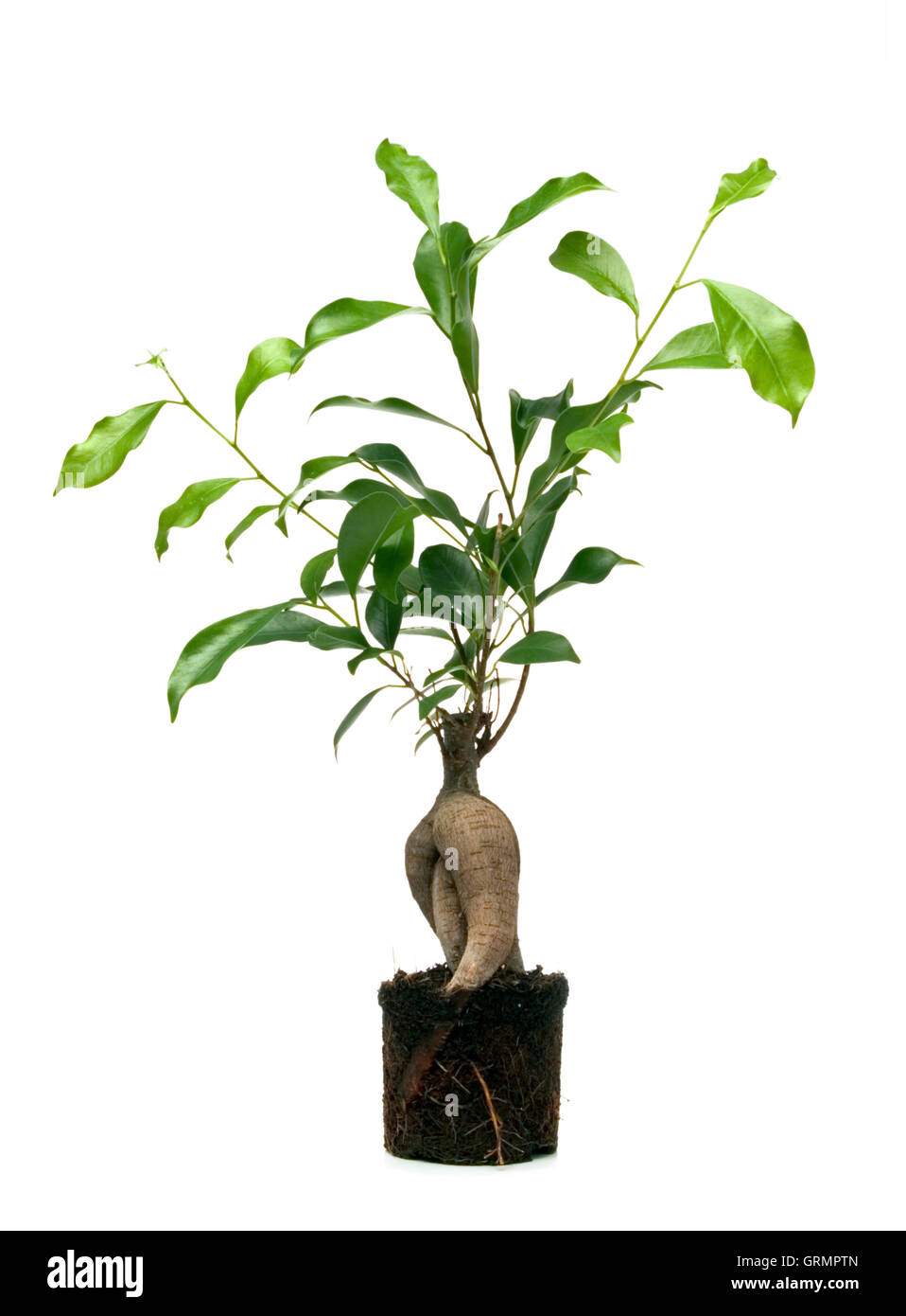 small ficus tree isolated over white background Stock Photo - Alamy