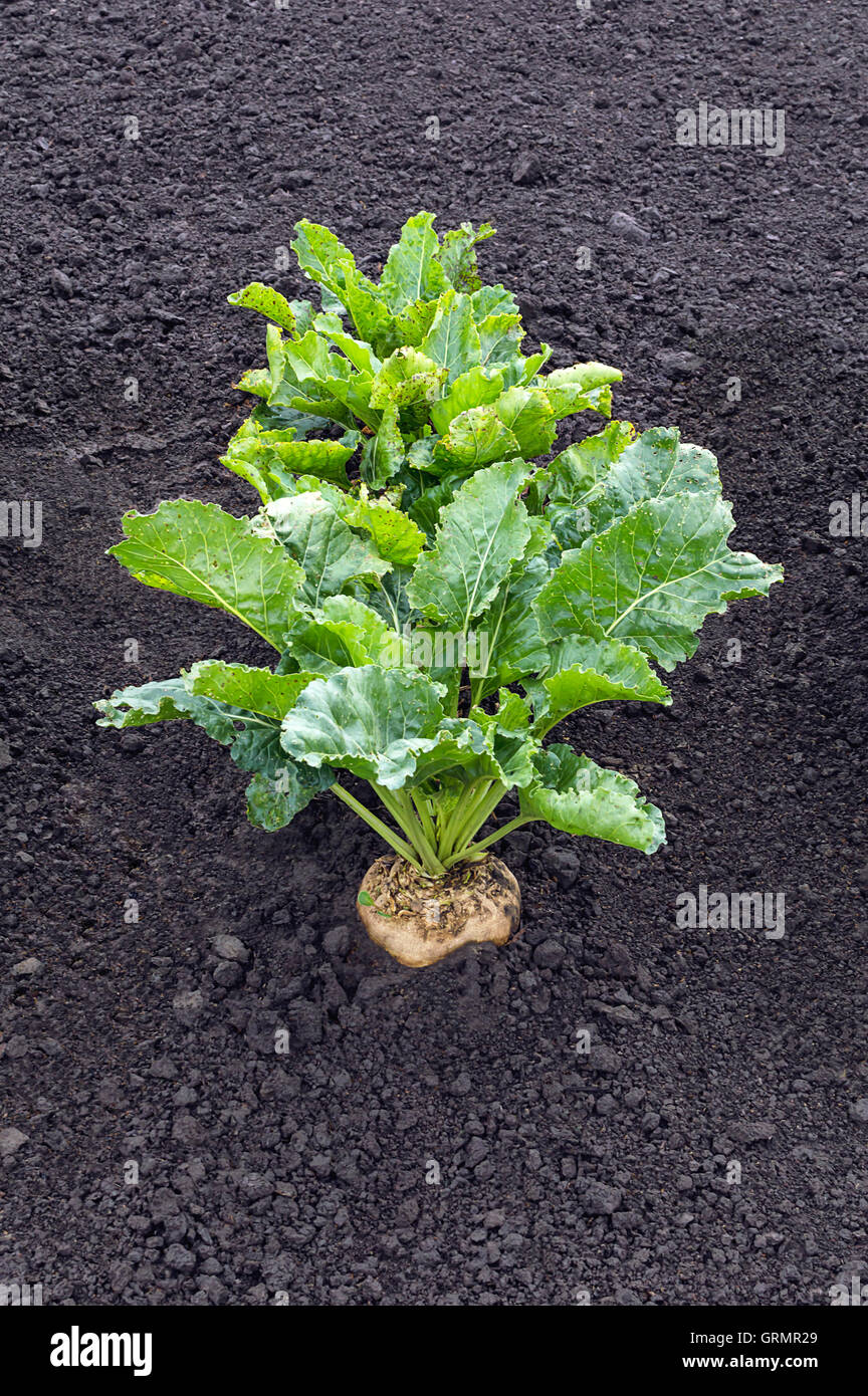 Sugar beet growing in hi-res stock photography and images - Alamy