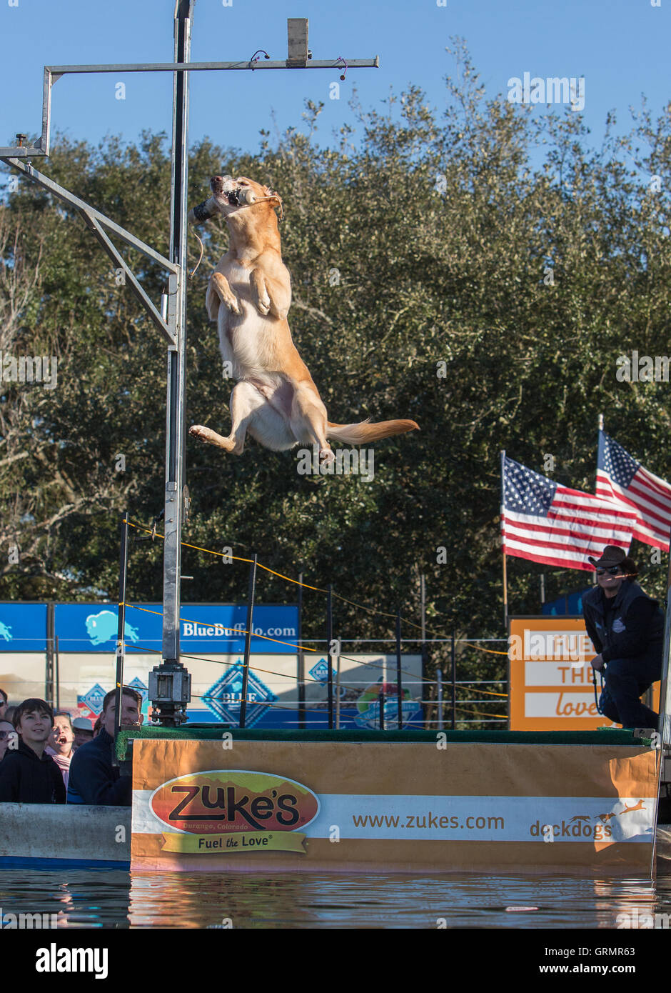Dock Dogs jumping competition in Charleston, South Carolina. Dogs can ...