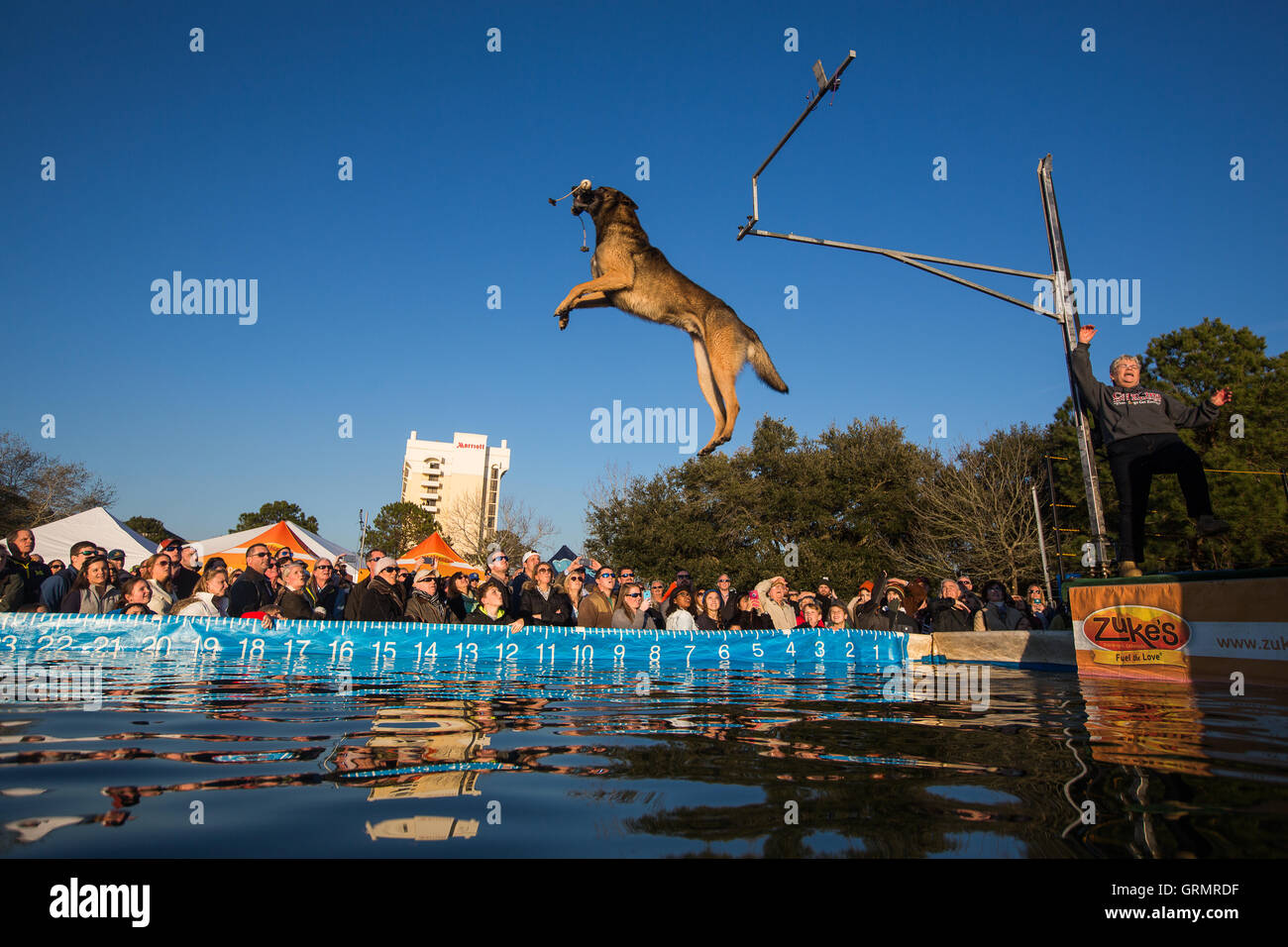 Dock Dogs Jumping competition in Charleston, South Carolina. Dogs can ...