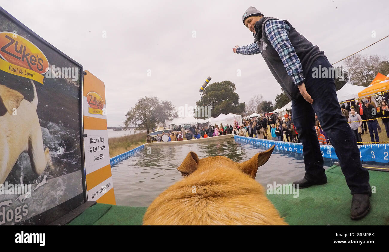 Dock Dogs Jumping competition in Charleston, South Carolina. Dogs can ...