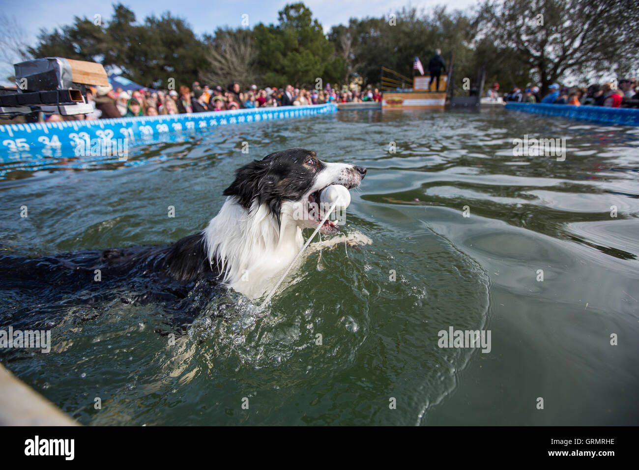 Dock Dogs Jumping competition in Charleston, South Carolina. Dogs can ...