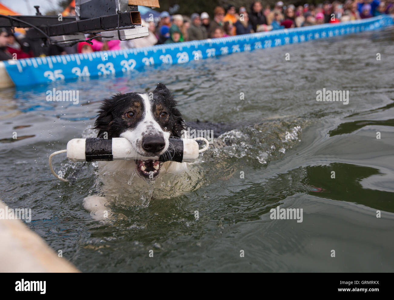 Dock Dogs Jumping competition in Charleston, South Carolina. Dogs can ...