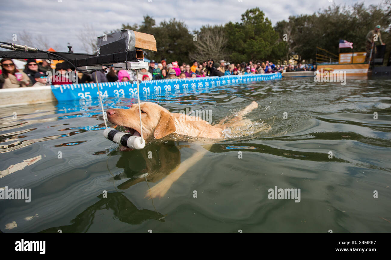 Dock Dogs Jumping competition in Charleston, South Carolina. Dogs can ...