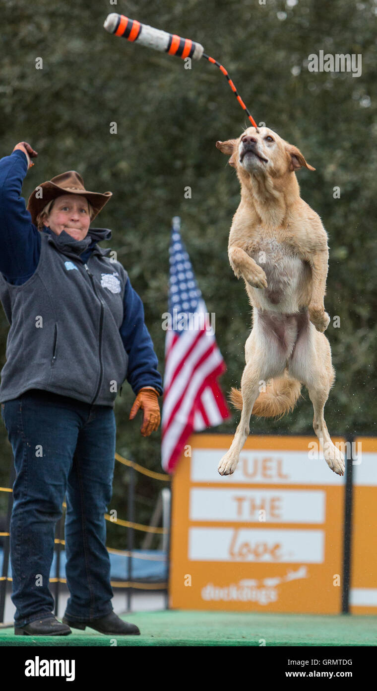 Dock Dog jumping competition in Charleston, South Carolina. Dogs can ...