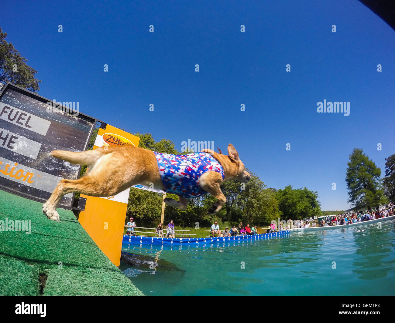 Dock Dog jumping competition in Charleston, South Carolina. Dogs can ...