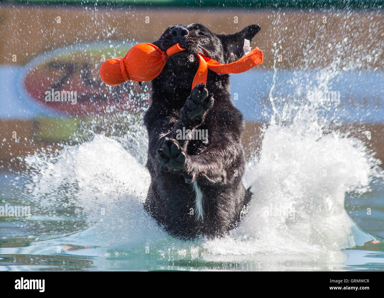 Dock Dog jumping competition in Charleston, South Carolina. Dogs can ...