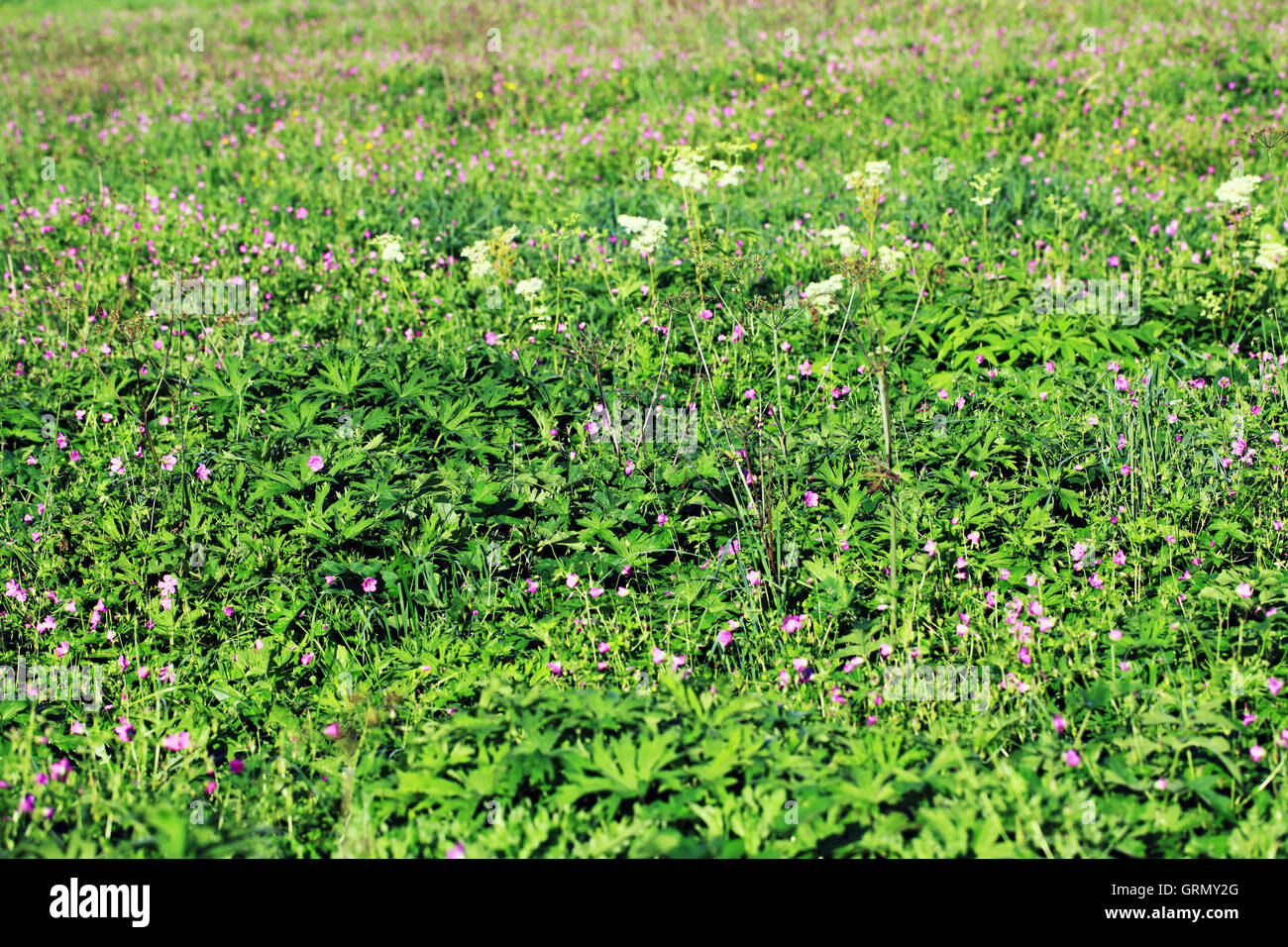Summer background green hi-res stock photography and images - Alamy