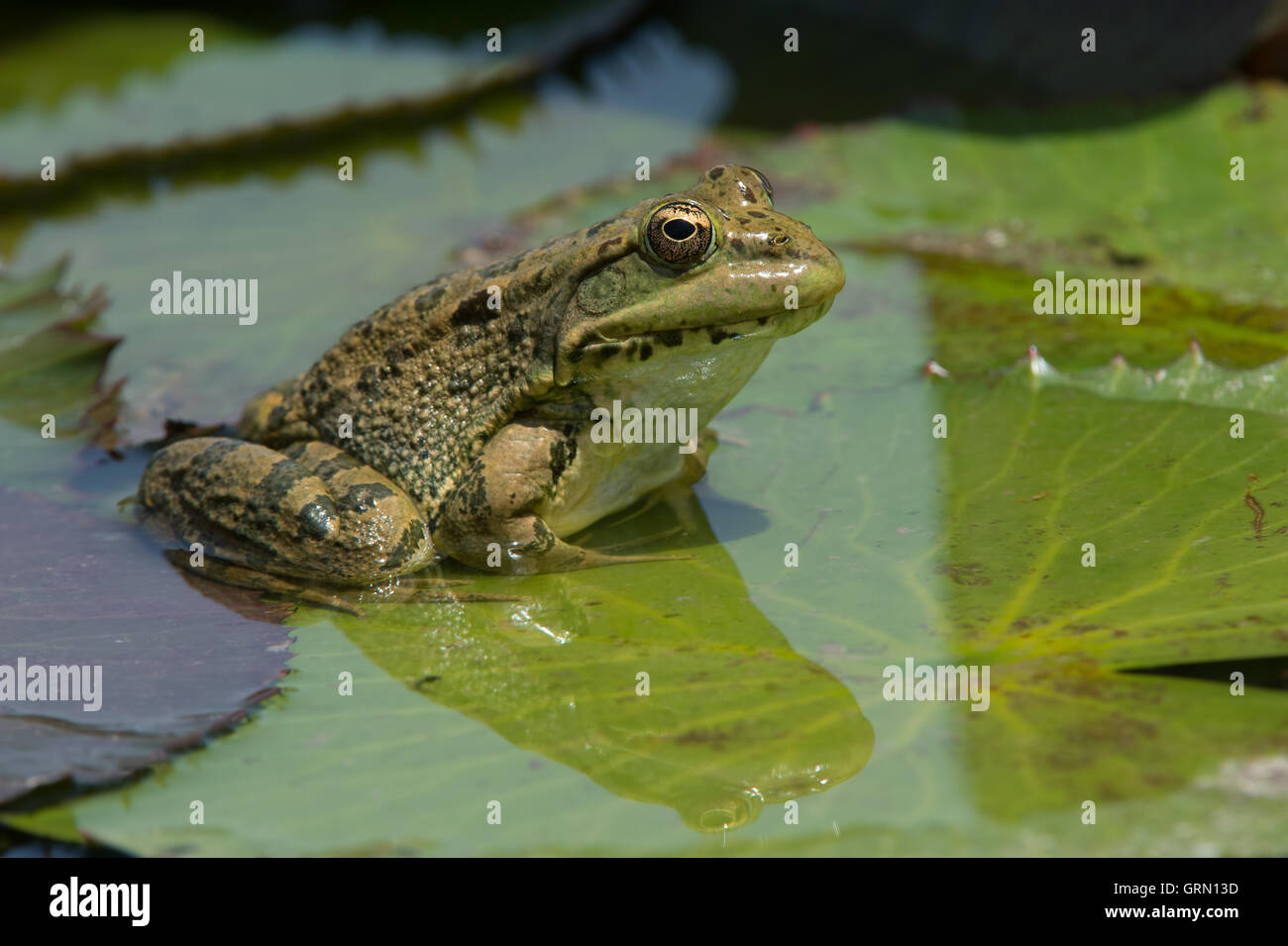 Sahara Frog (Pelophylax Saharicus Stock Photo - Alamy