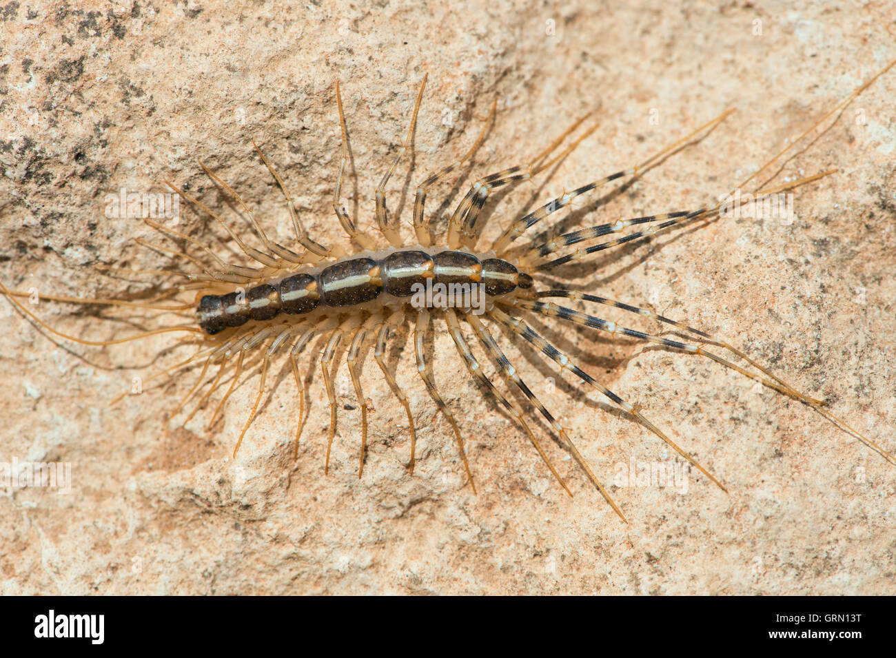 House centipede scutigera coleoptrata hi-res stock photography and ...