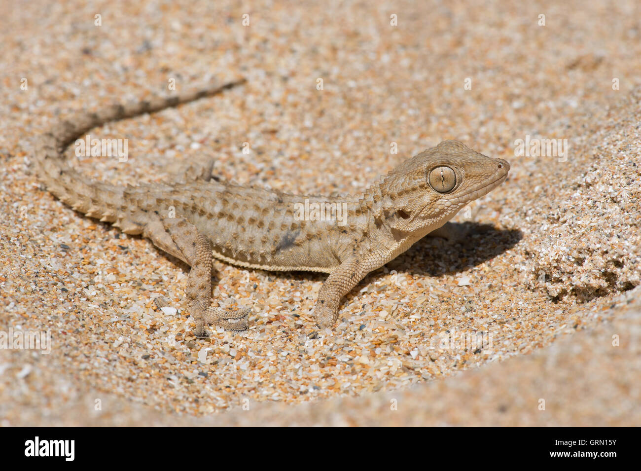 Moorish Gecko (Tarentola Mauritanica Stock Photo - Alamy