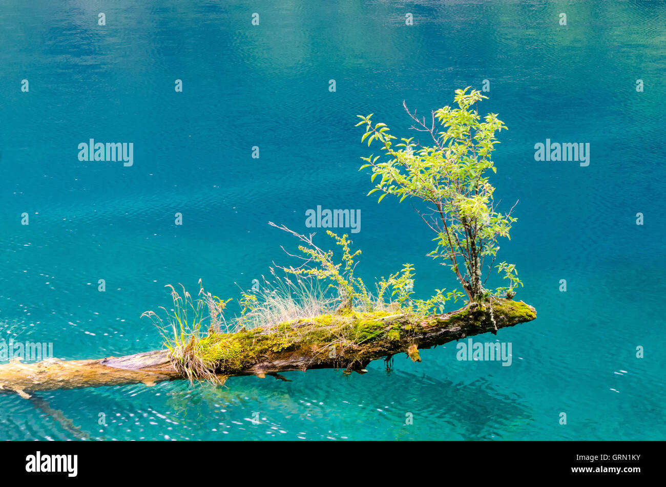 Fallen tree regrowing. Jiuzhaigou National Park, Szechuan, China Stock ...