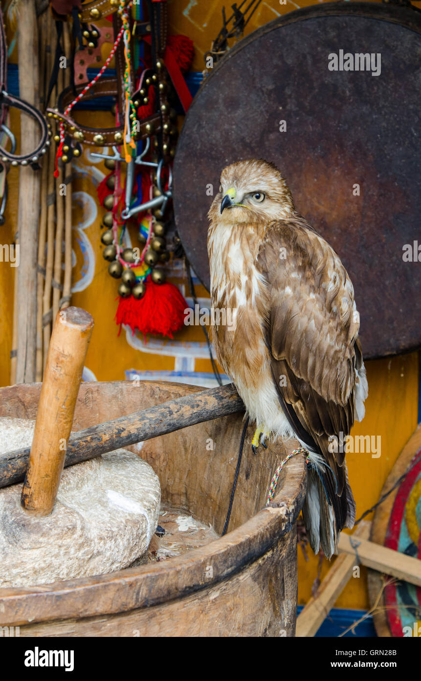 Bird of Prey, Shuzheng Village, Jiuzhaigou National Park, Szechuan ...