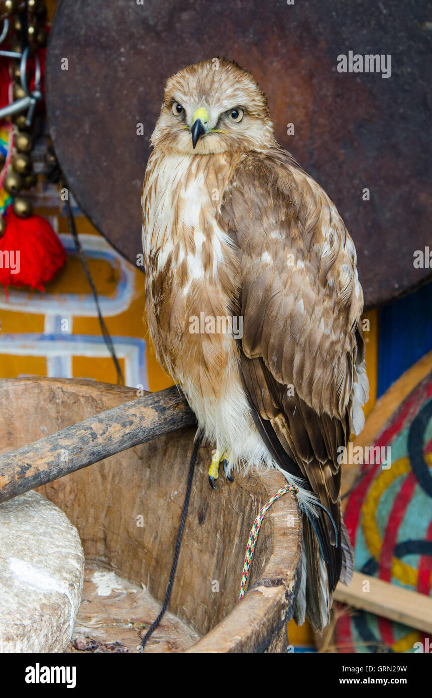 Bird of Prey, Shuzheng Village, Jiuzhaigou National Park, Szechuan ...