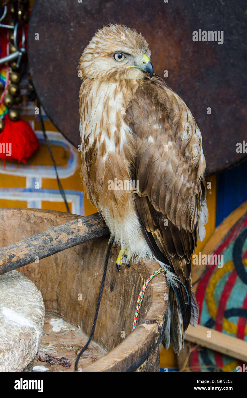 Bird of Prey, Shuzheng Village, Jiuzhaigou National Park, Szechuan ...