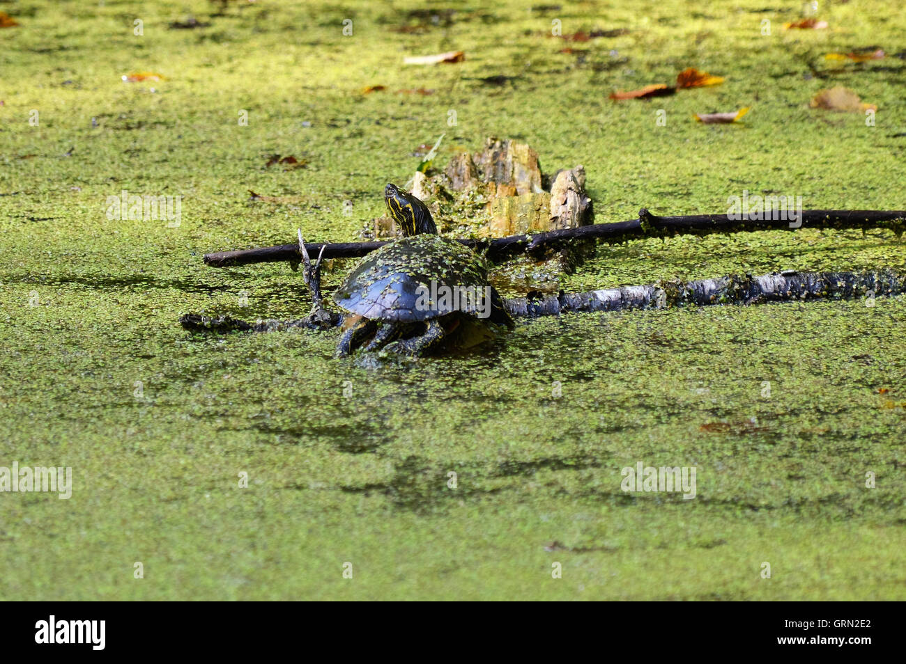 Turtle in the Pond Stock Photo - Alamy