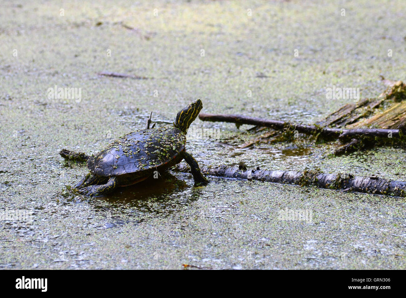 Turtle in the Pond Stock Photo - Alamy