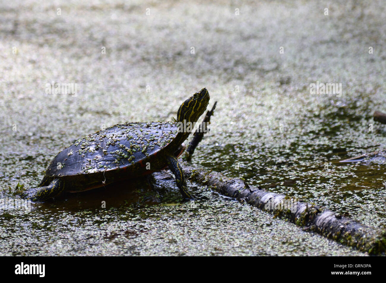 Turtle in the Pond Stock Photo - Alamy