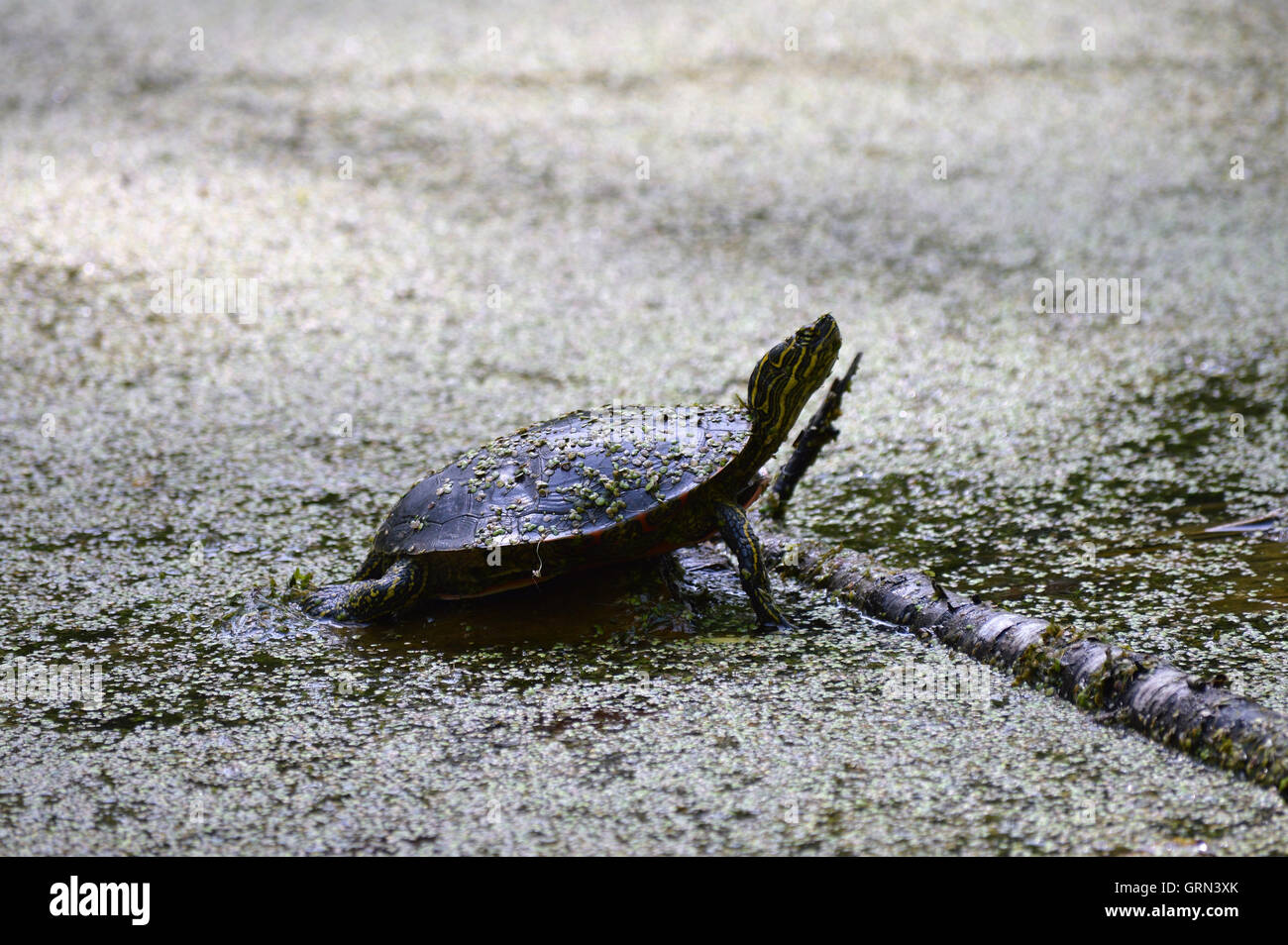 Turtle in the Pond Stock Photo - Alamy