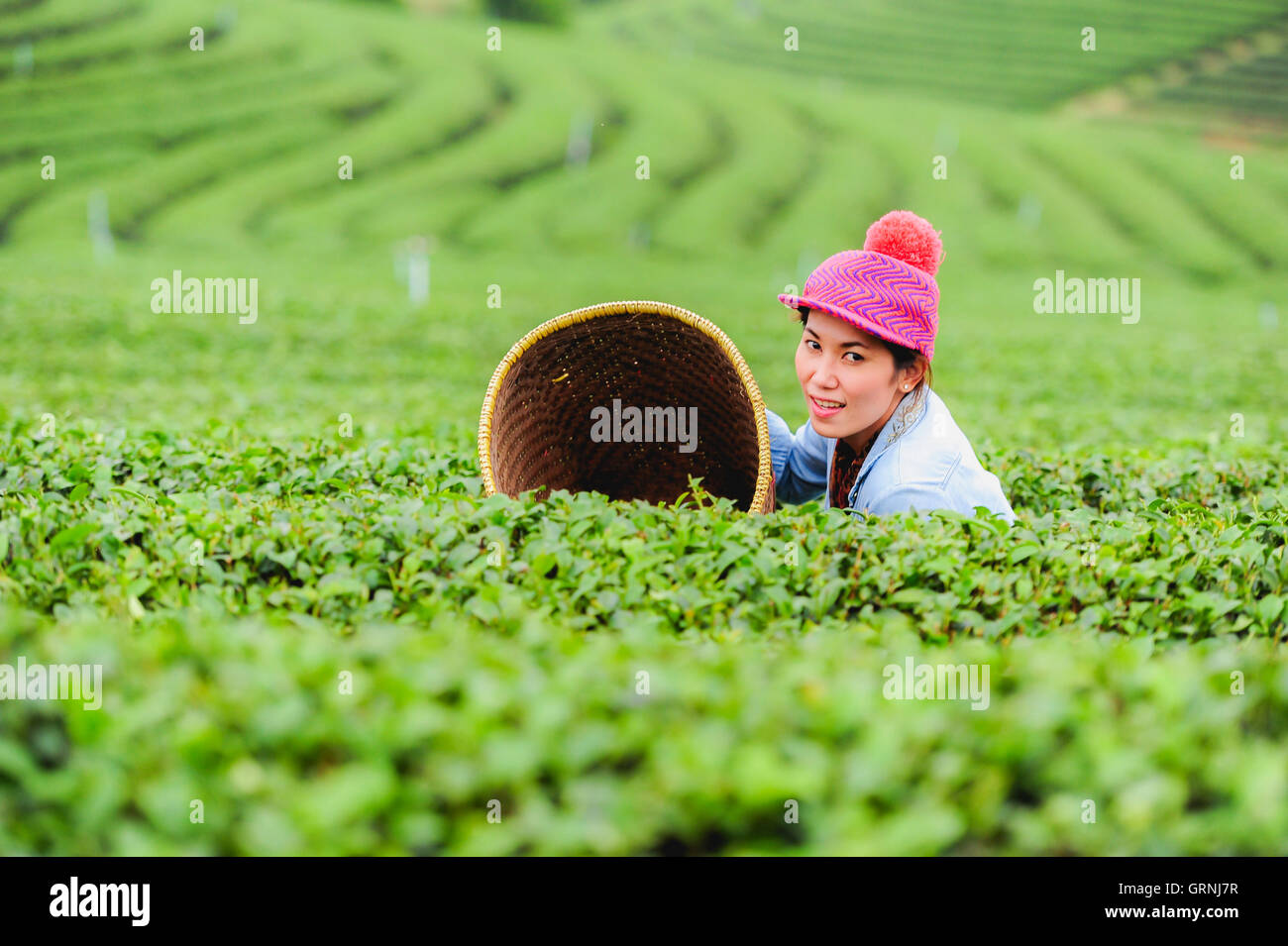 Tea harvest plant people hi-res stock photography and images - Alamy